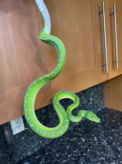 Manokwari Green Tree Python by CK Reptiles