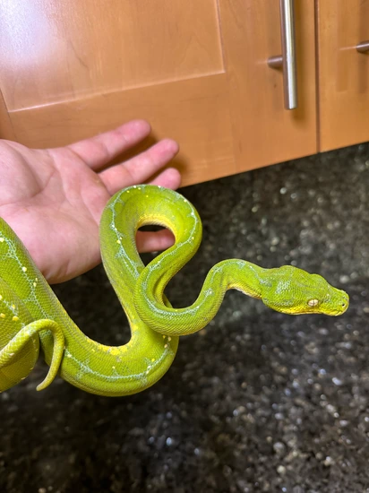 Nice Manokwari Green Tree Python by CK Reptiles