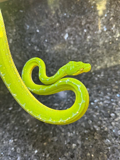 Jayapura Green Tree Python by CK Reptiles