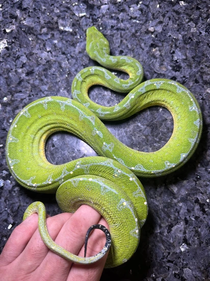 Manokwari Green Tree Python by CK Reptiles