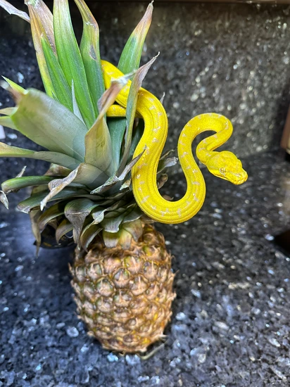 Young Manokwari Green Tree Python by CK Reptiles