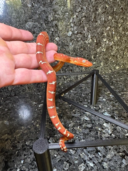 USCB Guyana Neonate Northern Emerald Tree Boa by CK Reptiles
