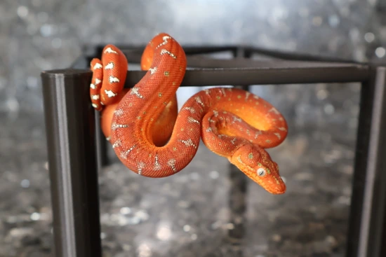 USCB Guyana Neonate Northern Emerald Tree Boa by CK Reptiles