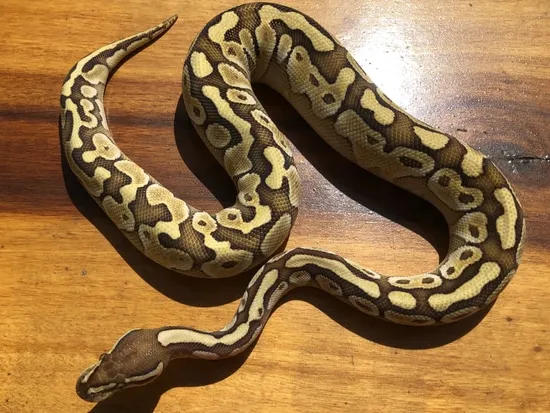Leopard Butter Pastel 66% Het Clown Ball Python by Camellia Creations ...