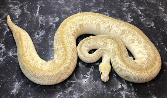 Pastel Butter Batman Ball Python by Camellia Creations aka Bougie Boids