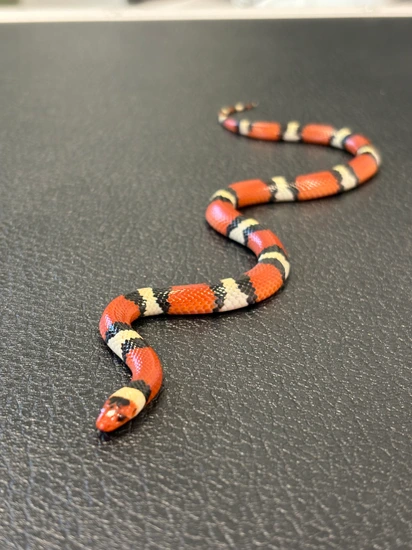 Florida Panhandle Scarlet Kingsnake by Chameleonaire Reptiles