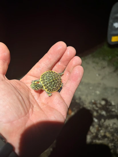 2025 Chicken Turtle Baby Slider Turtle by Chameleonaire Reptiles