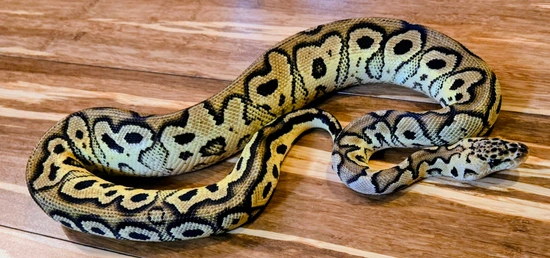 Pastel Hurricane Clown Ball Python by Champion Pythons