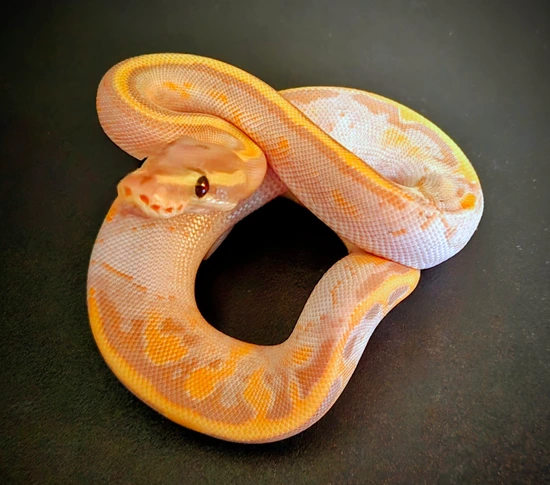 Banana Fire Leopard Pied Ball Python by Champion Pythons