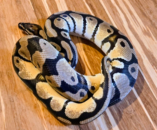 Super Orange Dream DH Ultramel Desert Ghost Ball Python by Champion Pythons