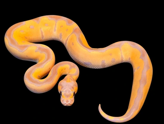 Pastel Banana Enchi Clown Ball Python by Champion Pythons