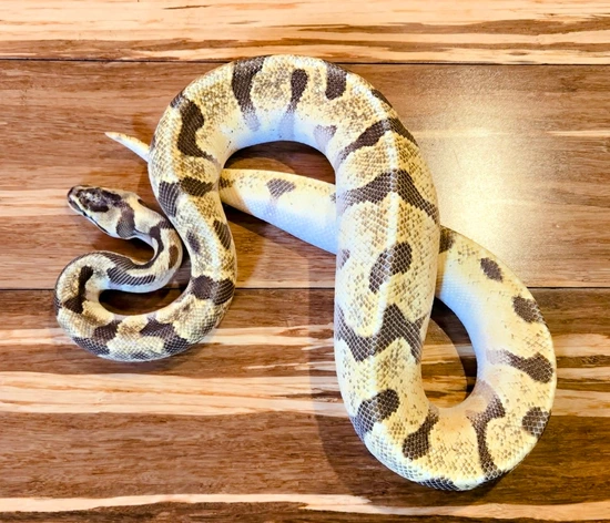 PROVEN - Super Orange Dream Super Enchi Ball Python by Champion Pythons