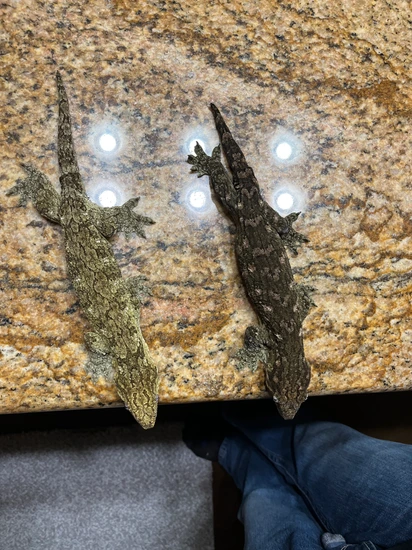 Long Tail Line Leachianus Gecko by Boujee Geckos &Co,LLC