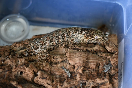 Long Tail Line Leachianus Gecko by Boujee Geckos &Co,LLC