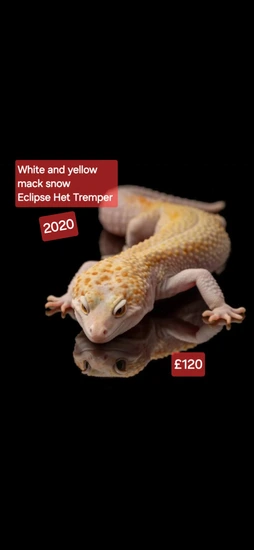 White And Yellow, Mack Snow Eclipse, 50% Het Tremper Male Leopard Gecko ...