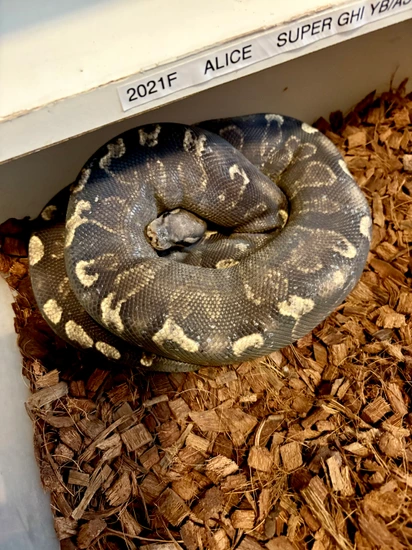 Super GHI YB/Asphalt Ball Python by DarkRoom Pythons