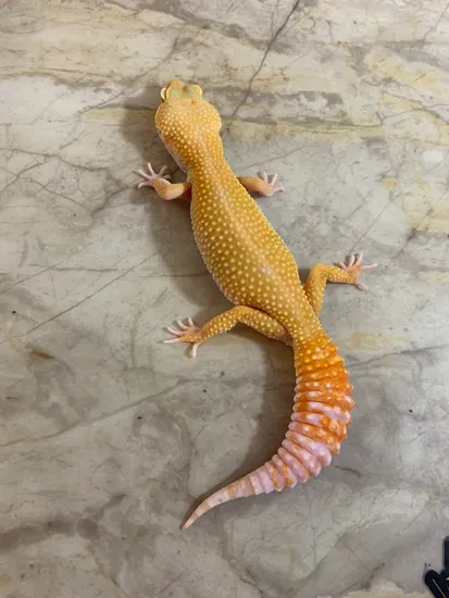 Raptor Leopard Gecko by Mikes Mutations