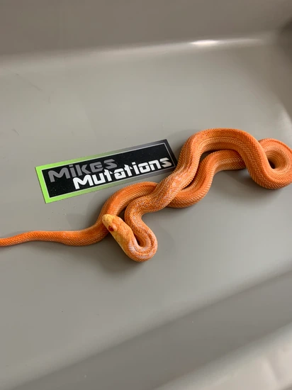 Striped AG Albino SD Gopher Snake by Mikes Mutations
