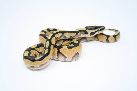 Pastel Enchi Pos YB Het Hypo 50% Het Rainbow Ball Python by Crellen's ...