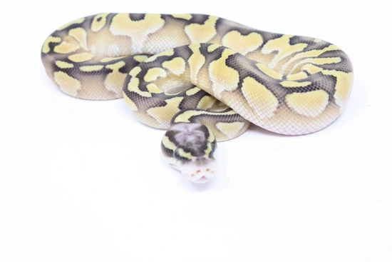 Pastel Butter Pos YB Het Hypo 50% Het Rainbow Ball Python by Crellen's ...