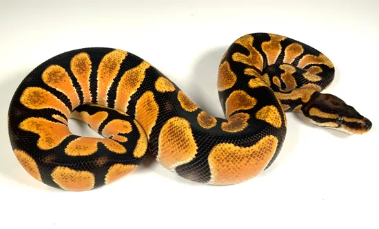 HI OD High Intensity OD (Deep Orange Line) 🍊 Ball Python by Chris ...
