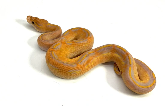 Highway Ultramel (Kinked Spine) Ball Python by Chris Hernan Reptiles