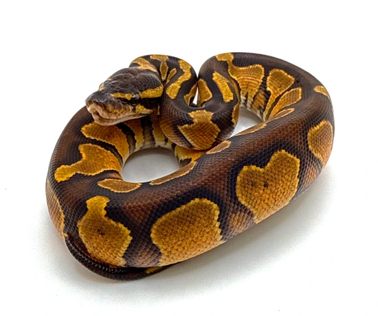 Deep Orange HI OD Blackhead Ball Python by Chris Hernan Reptiles