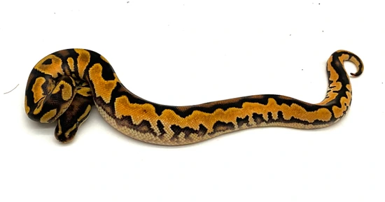 Orange Dream Super Scrambler Ball Python by Chris Hernan Reptiles