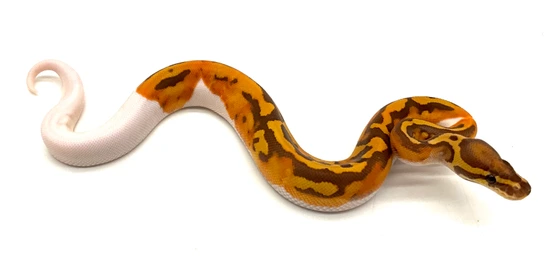*scrambler Ultramel Pied (Pos OD Super Scrambler) Ball Python by Chris ...