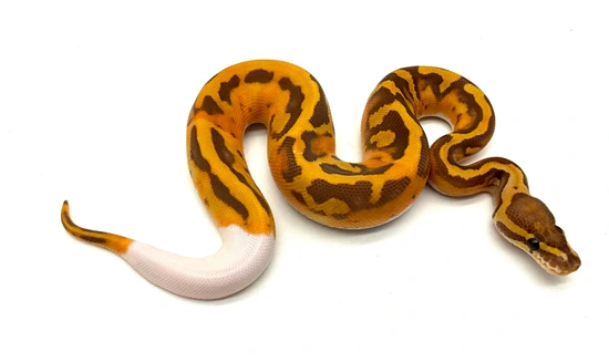 Orange Dream Ultramel Pied Scrambler Pos Super Scrambler Ball Python by ...