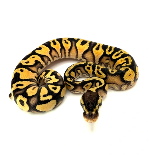 *High Intensity OD Pastel Scrambler Ball Python by Chris Hernan Reptiles