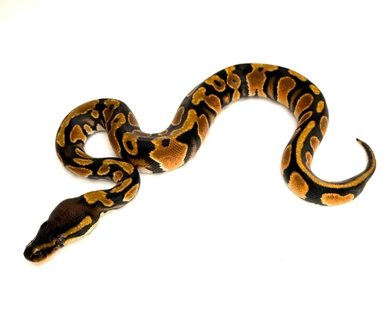 High Intensity OD Scrambler Pos Het Clown Ball Python by Chris Hernan ...