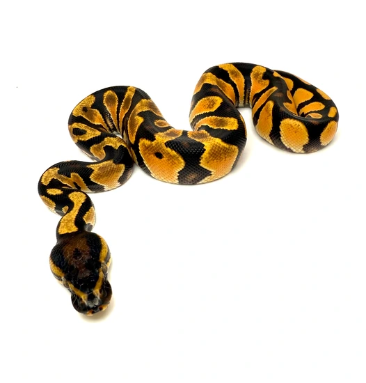 Super Orange Dream Yellow Belly Scrambler Het Ultramel Ball Python by ...
