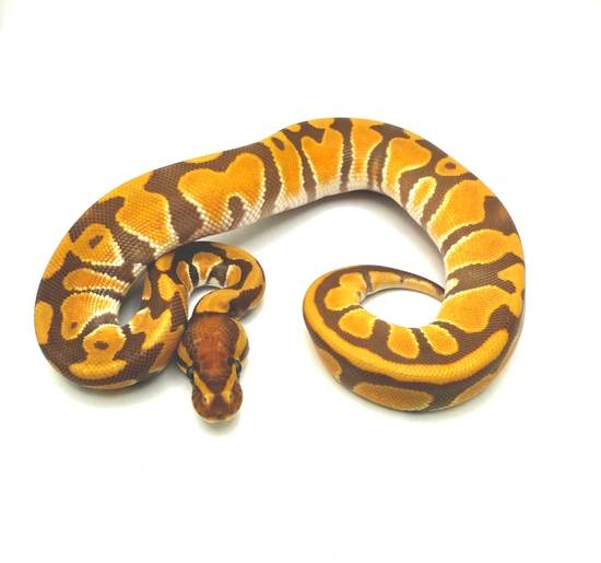 *Orange Dream Ultramel READ DESCRIPTION Ball Python by Chris Hernan ...