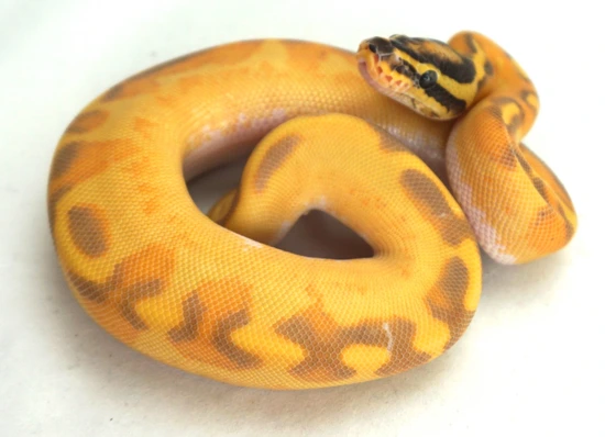 *freeway High Intensity OD Enchi Pastel Vanilla Het Lavender Albino Pos ...