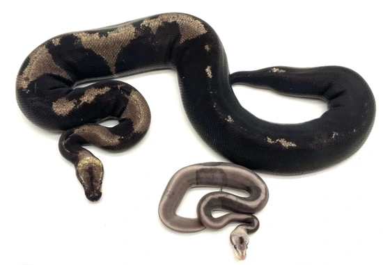 Pastel Shatter GHI (Pos Super Ghi Leo Cinnamon Yb) Ball Python by Chris ...