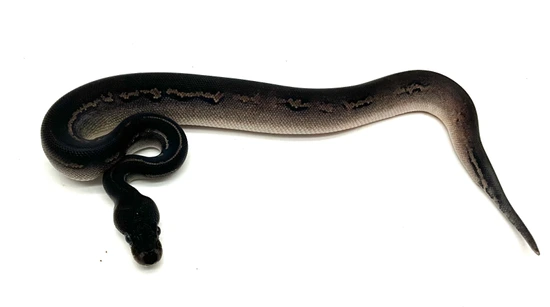 Cinnamon Super Black Head Champagne Ball Python by Chris Hernan Reptiles