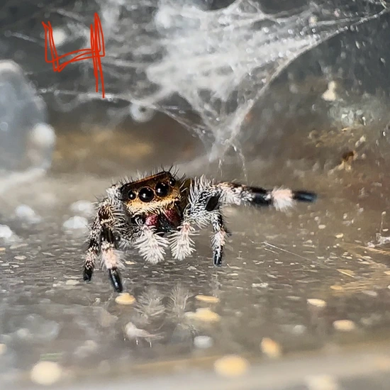 Orange Phase Regal Female #4 Jumping Spider by Charlie's Webs