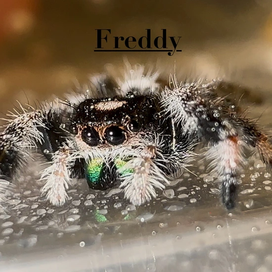 Orange Phase Regal - “FREDDY” Jumping Spider by Charlie's Webs