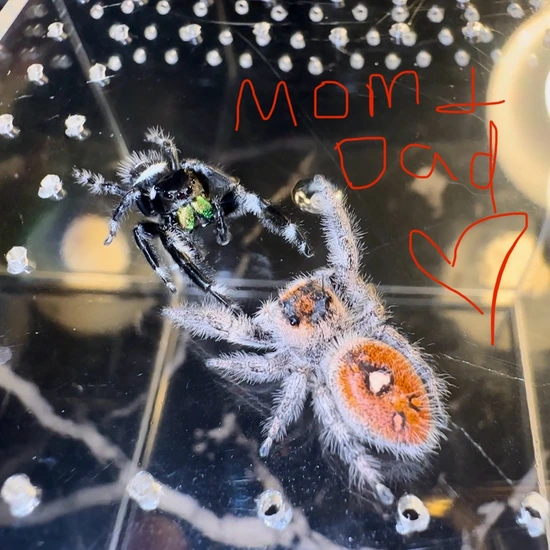 Mystery Orange Phase Regal Jumping Spider by Charlie's Webs