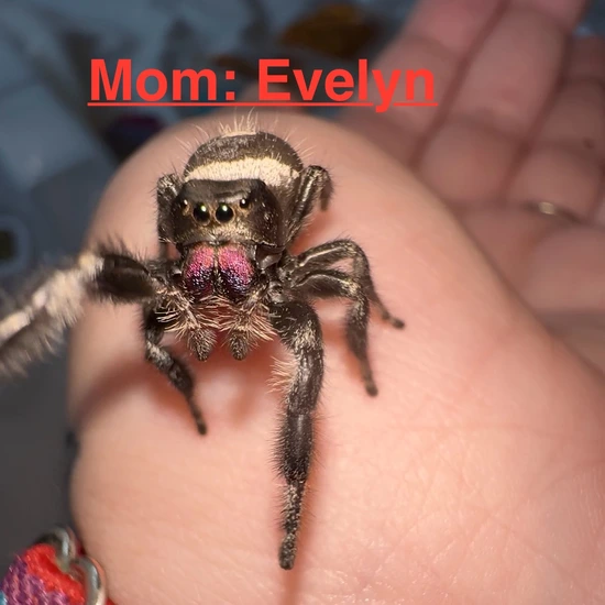 Mystery Dark Phase Regal Jumping Spider by Charlie's Webs