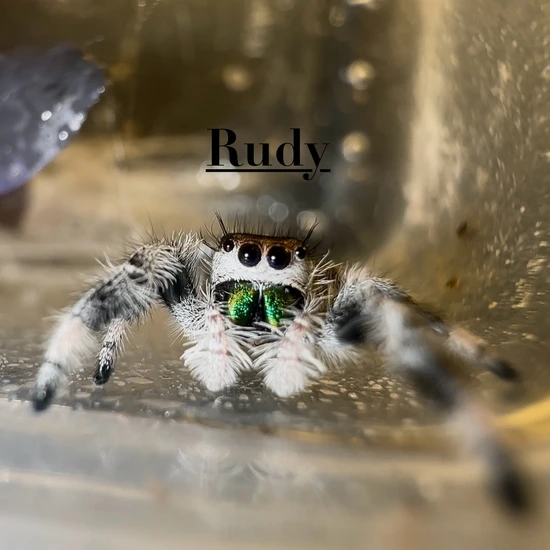 Dark Phase Regal Male - “RUDY” Jumping Spider by Charlie's Webs