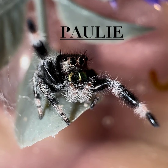 Orange Phase Regal Male - “PAULIE” Jumping Spider by Charlie's Webs