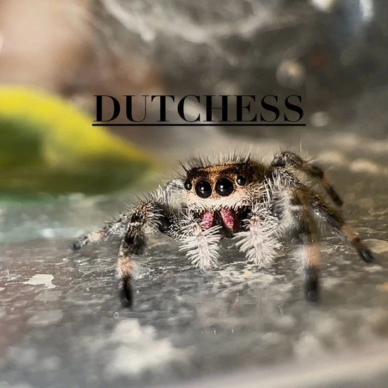 Orange Phase Regal Female - “DUTCHESS” Jumping Spider by Charlie's Webs
