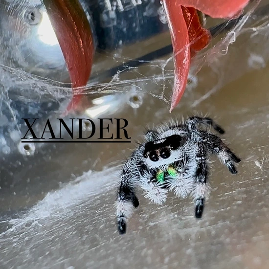 Dark Phase Regal Male - XANDER Jumping Spider by Charlie's Webs