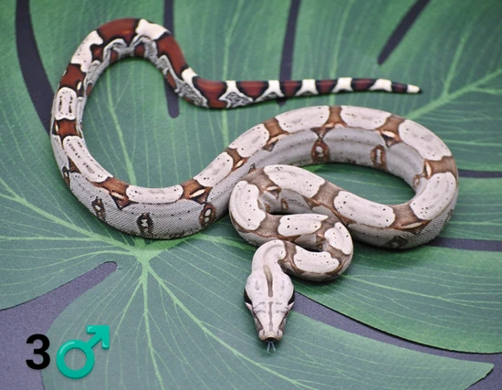 Bcc Ecuador Redtail True Red-Tailed Boa Constrictor by Charm_of_exotics