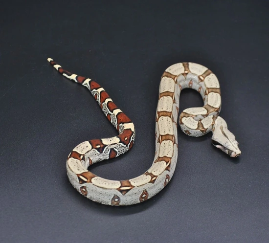 Bcc Ecuador Redtail True Red-Tailed Boa Constrictor by Charm_of_exotics
