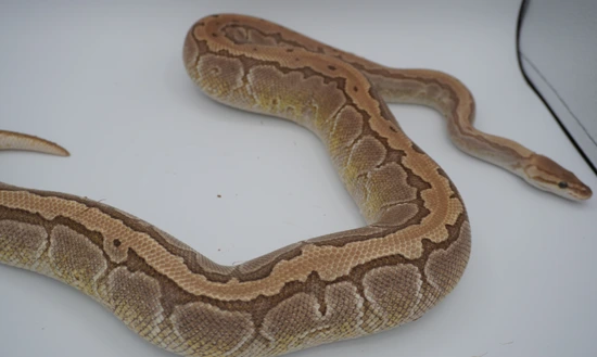 Lesser Pinstripe 100% Het Desert Ghost Ball Python by The Bearded Snake ...
