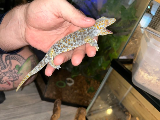 Blue/orange Granite Tokay Gecko by Bledsoe’s Exoticz