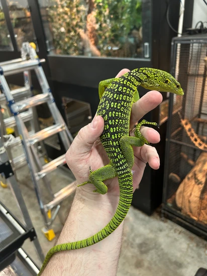 Yellow Tree Monitor by Bledsoe’s Exoticz